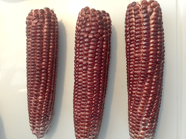 あいさいベリーLABOについて – 愛知でブルーベリー狩り・フルーツ狩りを楽しむ｜あいさいベリーLABO【公式】